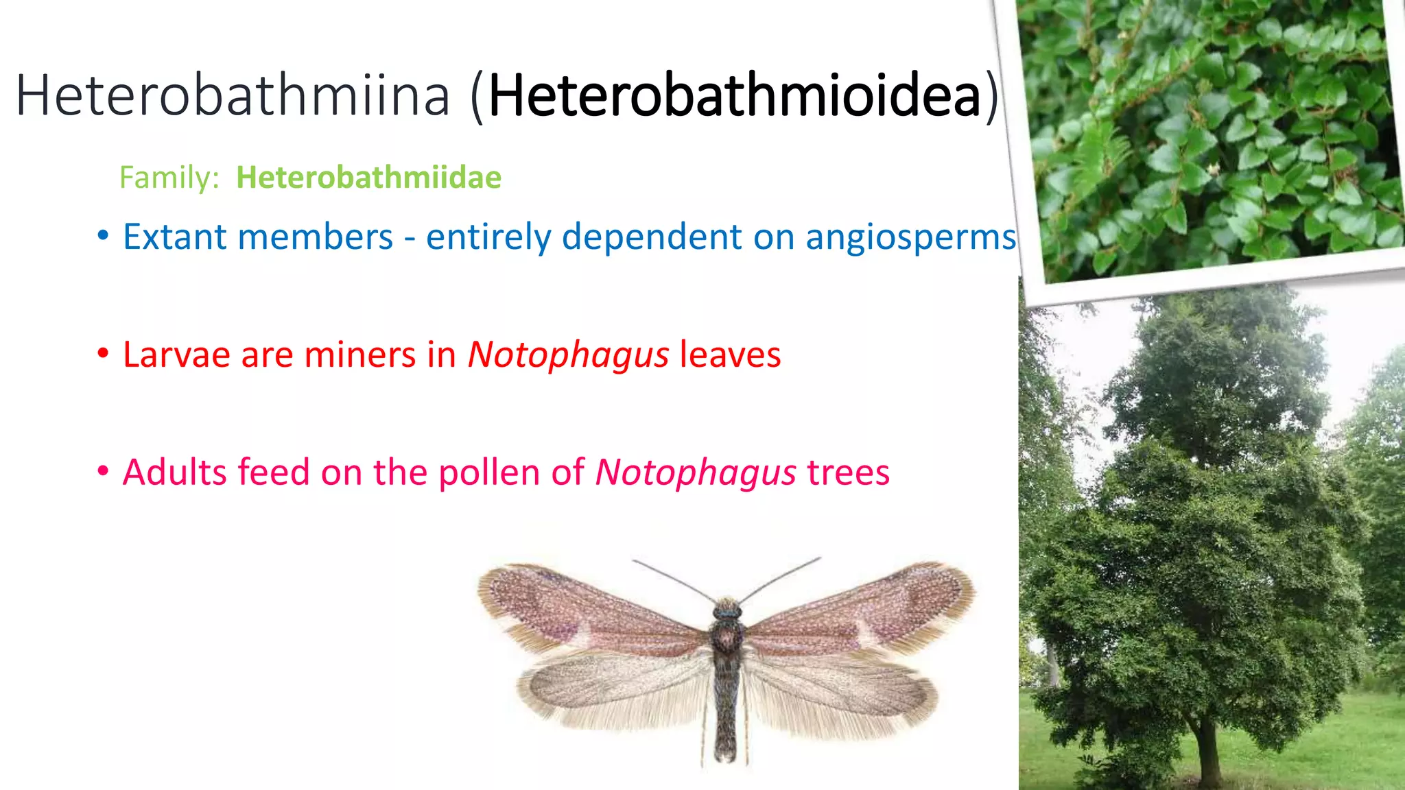 Recent taxonomic classification of lepidoptera | PPTX