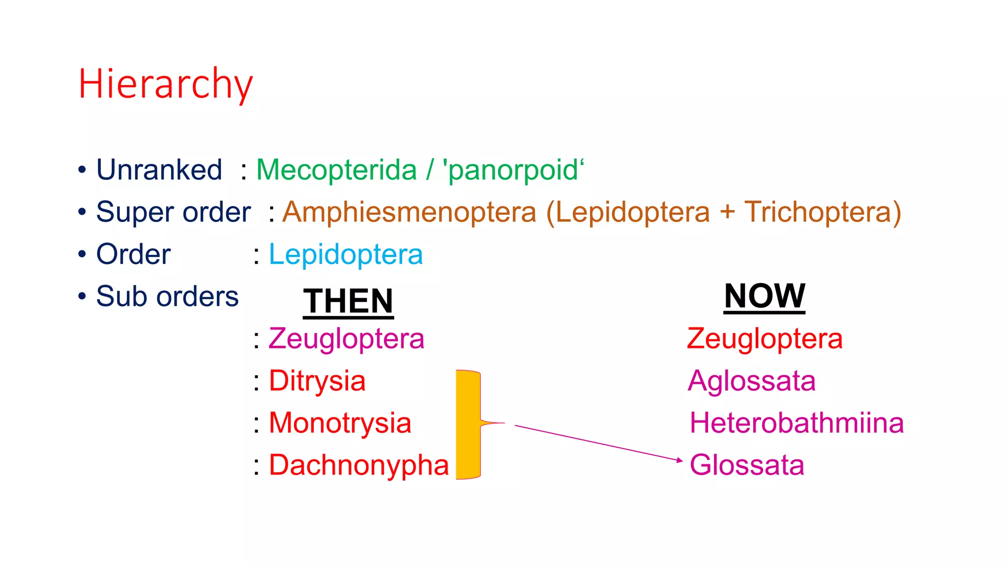 Recent taxonomic classification of lepidoptera | PPTX