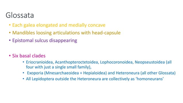 Recent taxonomic classification of lepidoptera | PPT