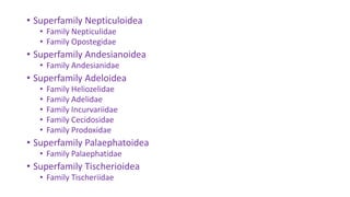 Recent taxonomic classification of lepidoptera | PPTX