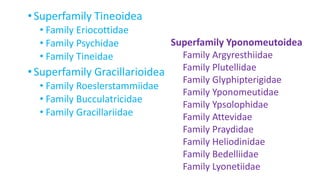 Recent taxonomic classification of lepidoptera | PPTX