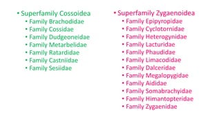 Recent taxonomic classification of lepidoptera | PPTX