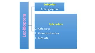 Recent taxonomic classification of lepidoptera | PPTX