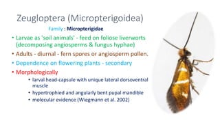 Recent taxonomic classification of lepidoptera | PPTX