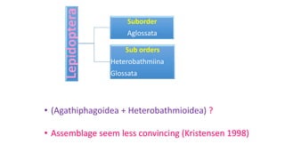 Recent taxonomic classification of lepidoptera | PPTX