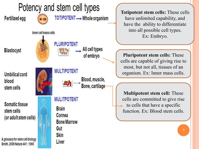 Recent trends in a treatment of diseases by using stem cells | PPT