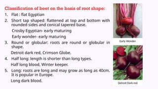 Recent trends in beetroot production.pptx