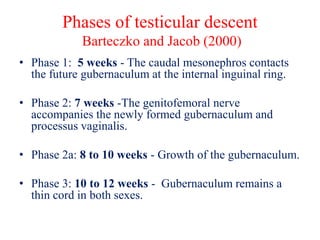 Gubernaculum Testis Tail