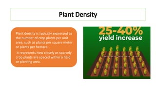 RECENT TRENDS in plant density and growth | PPTX