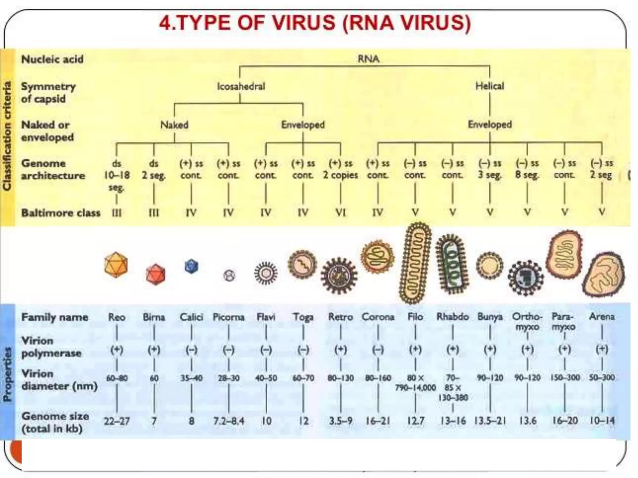 viruses and viral diseases | PPTX