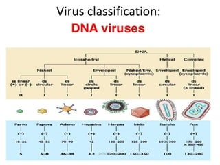 viruses and viral diseases | PPTX