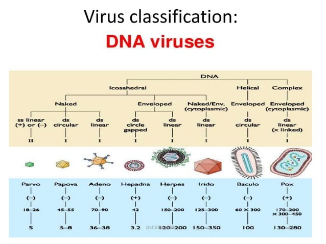 viruses and viral diseases | PPTX