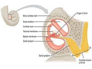 Cochlear Branch