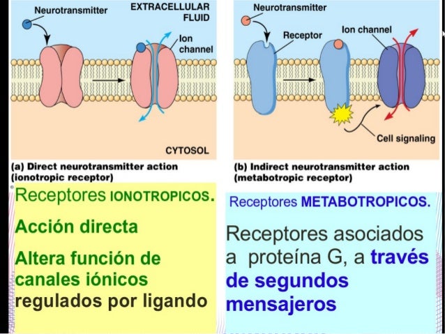 Recep iono metabo fisio l oto 2014 dos