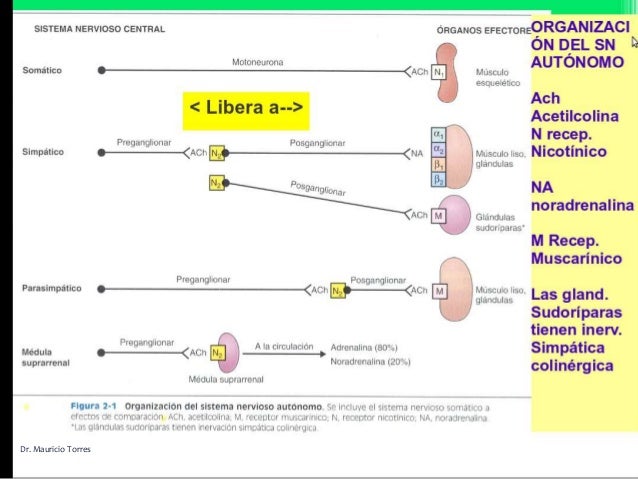 Receptores Adrenérgicos y colinérgicos, y su mecanismo de acción