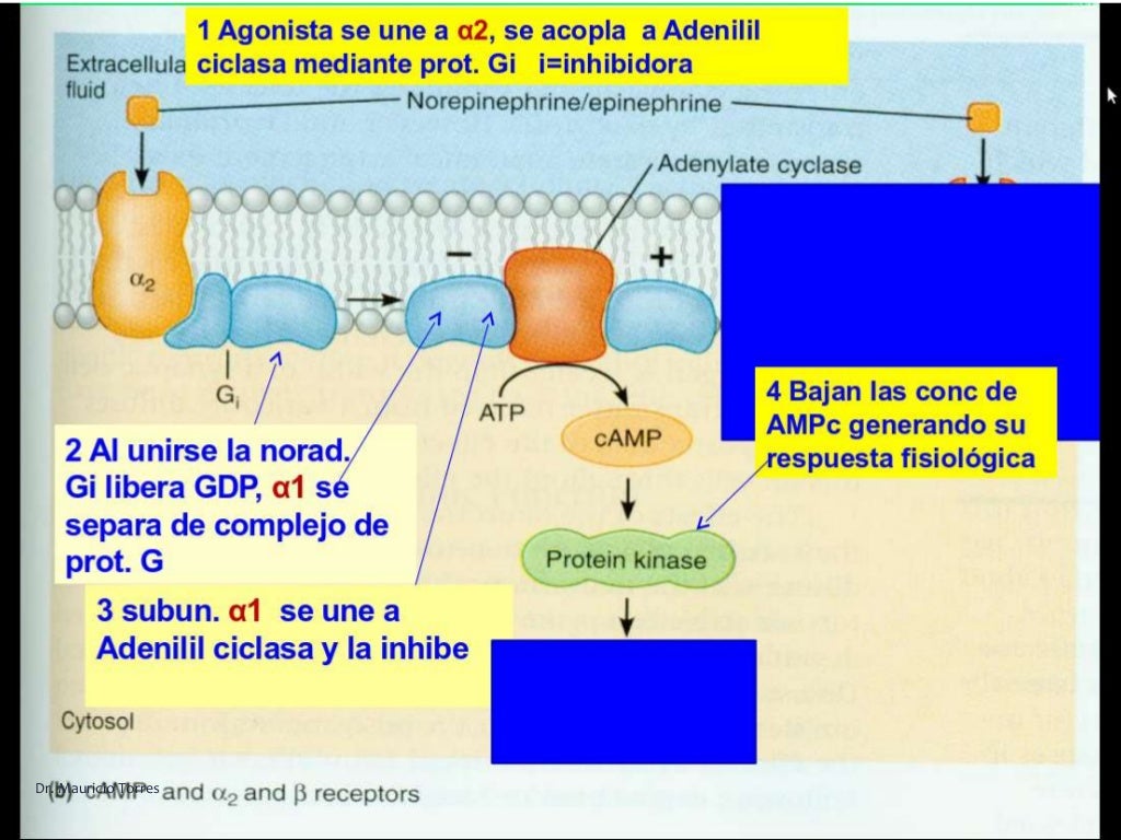 Receptores Adrenérgicos y colinérgicos, y su mecanismo de acción