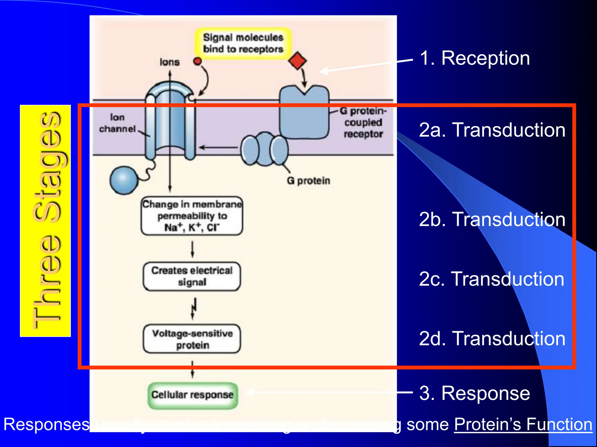 Recepters & G proteins.ppt in biochemistry | PPT
