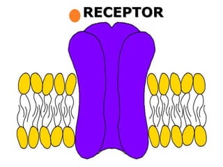 Receptor | PPTX
