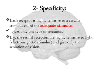 Receptor and sensory pathways for medical students | PPT