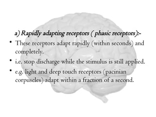 Receptor and sensory pathways for medical students | PPT