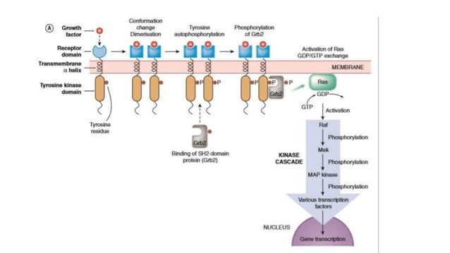 Receptor- ligand gated,enzyme linked, nuclear. | PPTX | Genetics | Science
