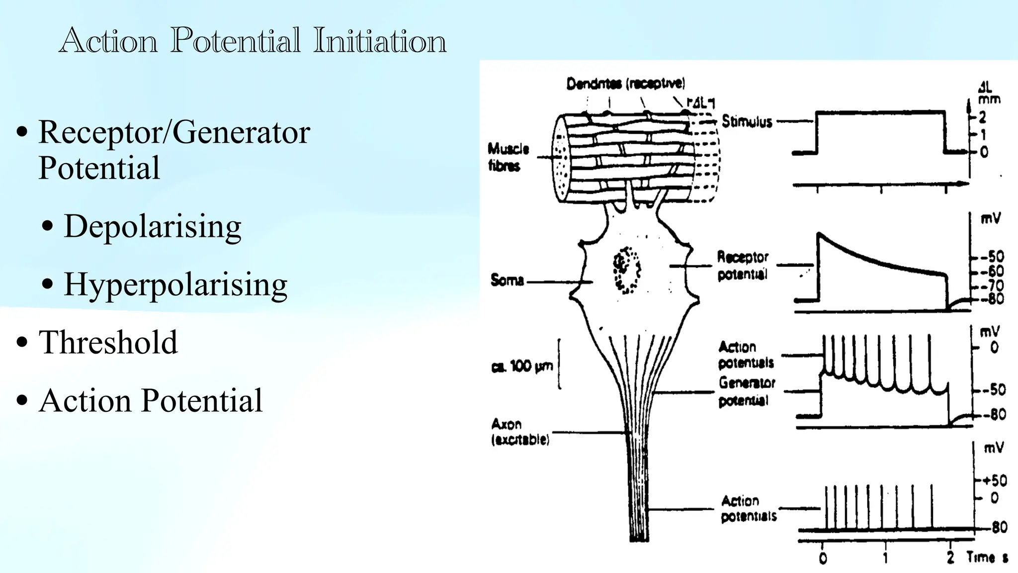Receptor Classification, Electrical and Ionic Events.pdf