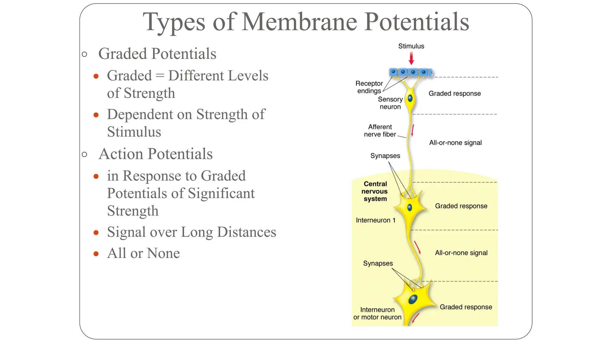 Receptor Classification, Electrical and Ionic Events.pdf