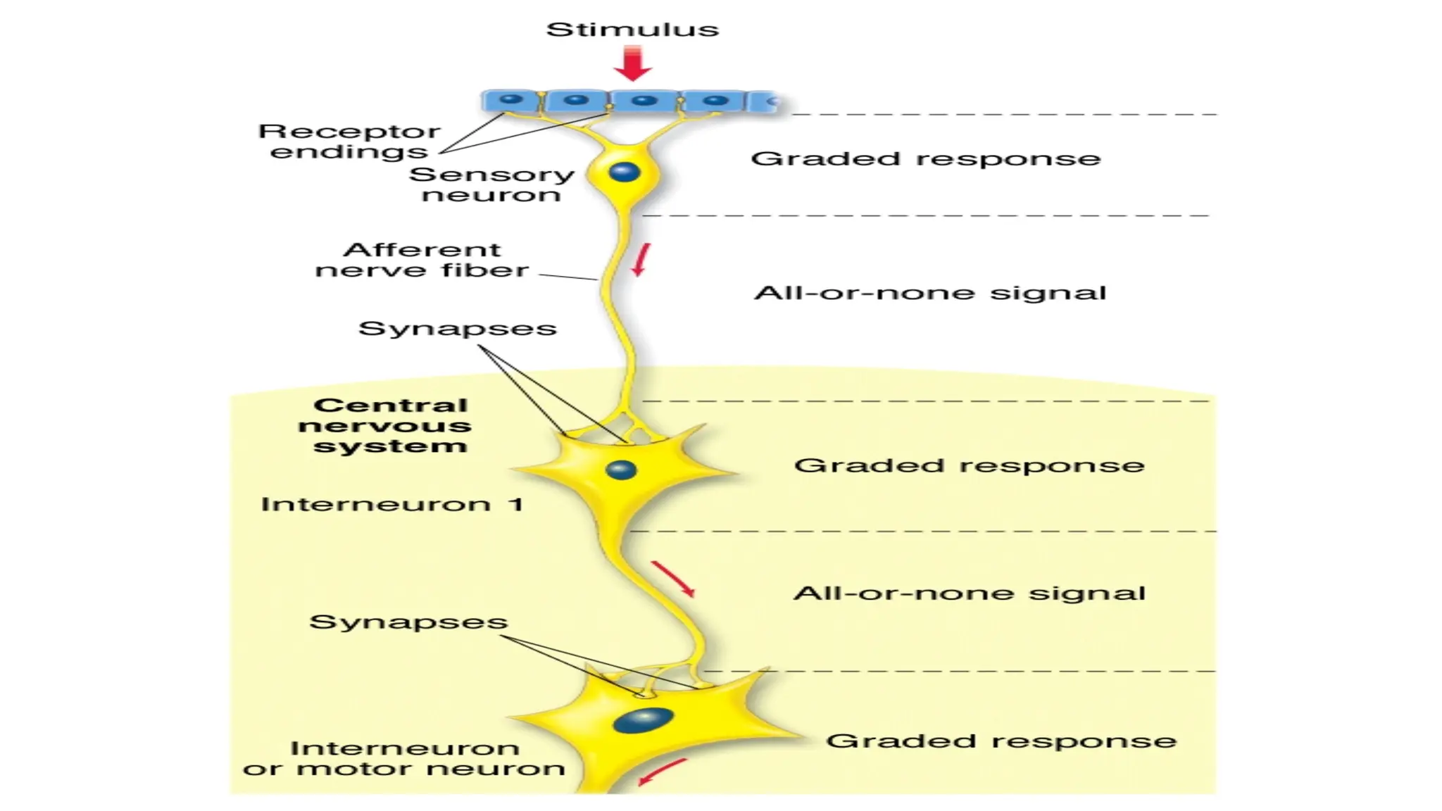 Receptor Classification, Electrical and Ionic Events.pdf