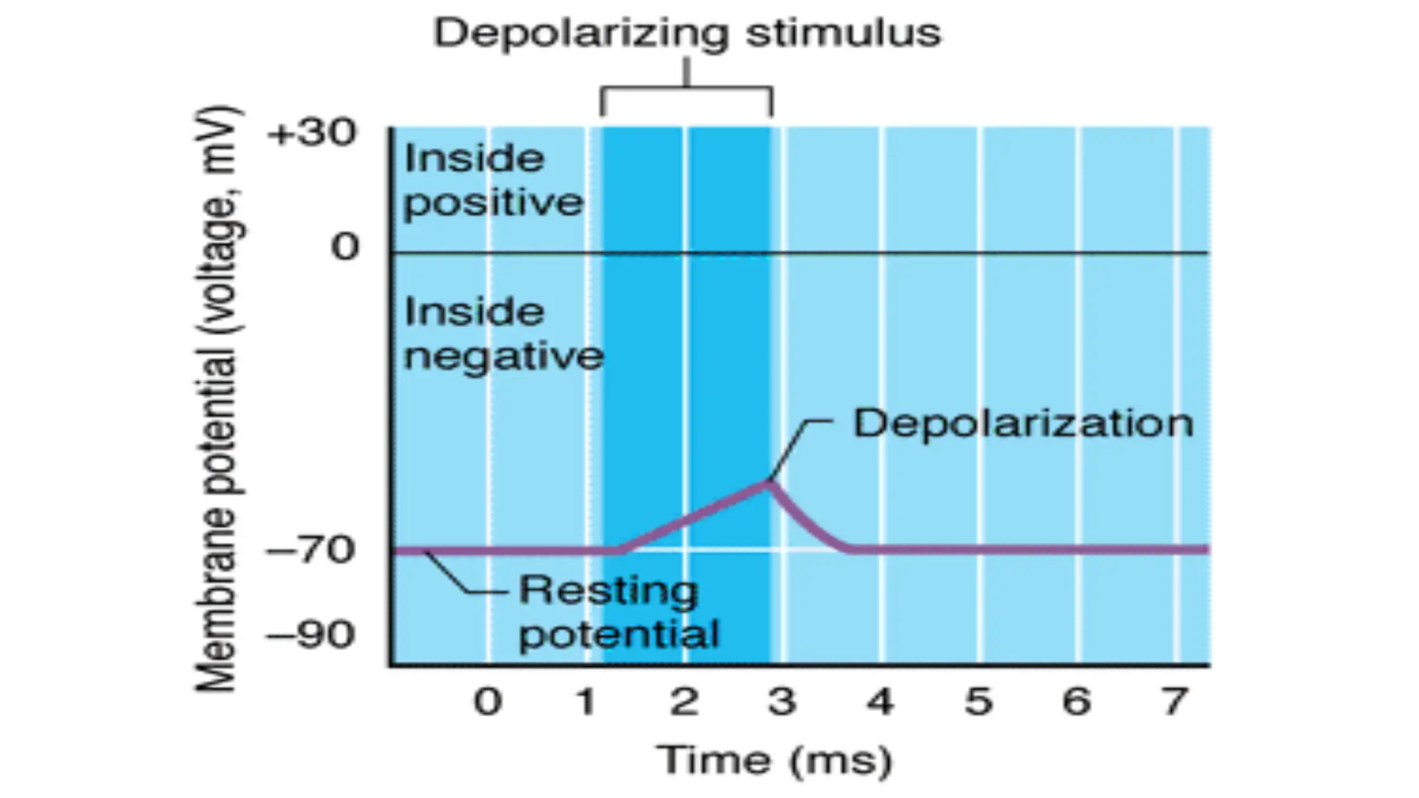 Receptor Classification, Electrical and Ionic Events.pdf