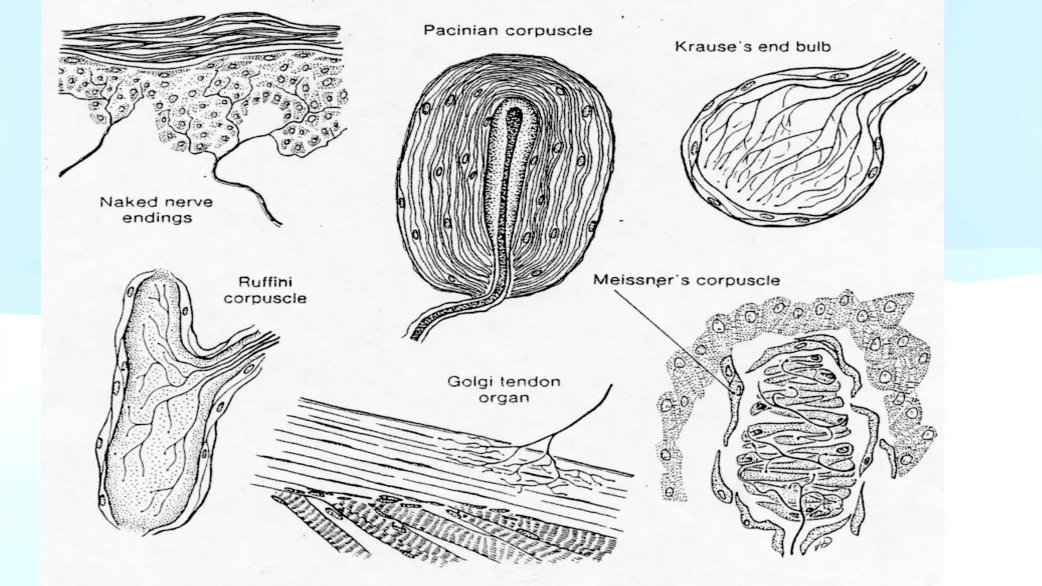 Receptor Classification, Electrical and Ionic Events.pdf