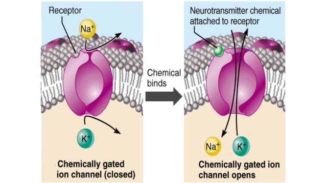 Receptor Classification, Electrical and Ionic Events.pdf | Computer ...