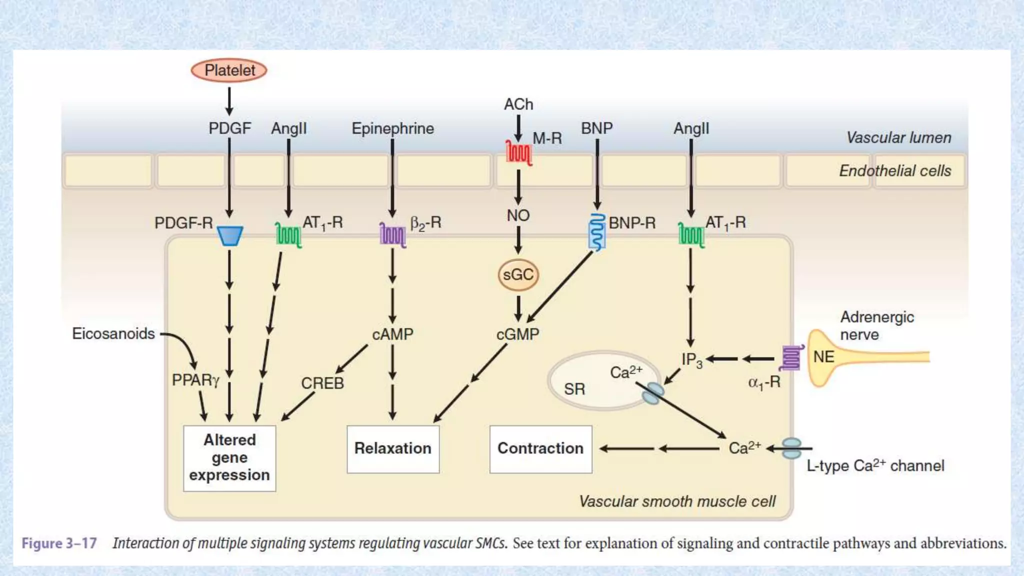 Receptor desensitization and regulation of receptors, Diseases ...