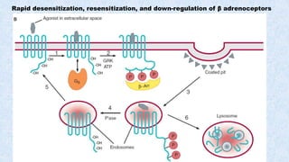 Receptor desensitization and regulation of receptors, Diseases ...