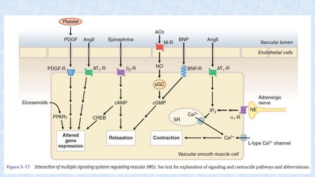 Receptor desensitization and regulation of receptors, Diseases ...