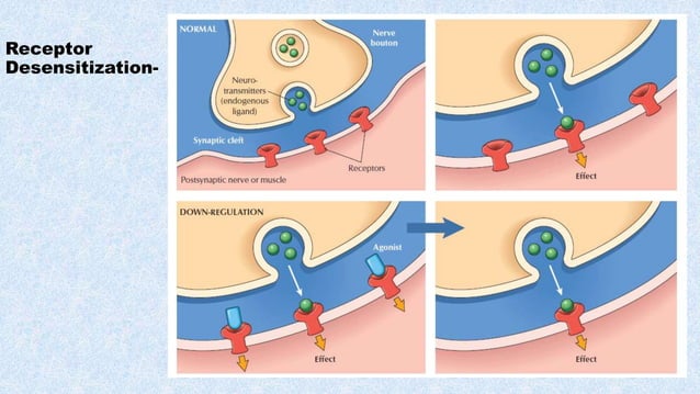 Receptor desensitization and regulation of receptors, Diseases ...