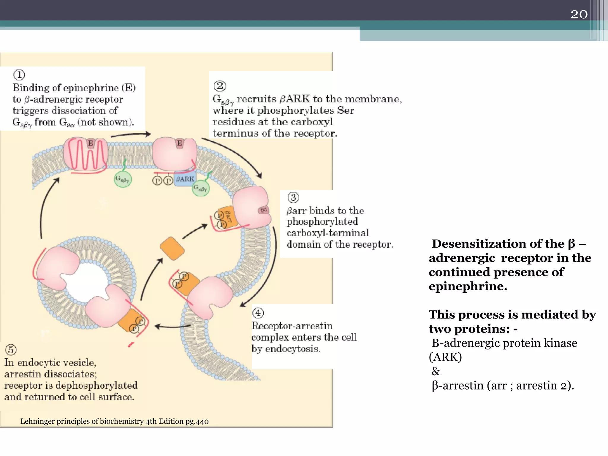 Molecular Pharmacology-Receptor Desensitization | PPT