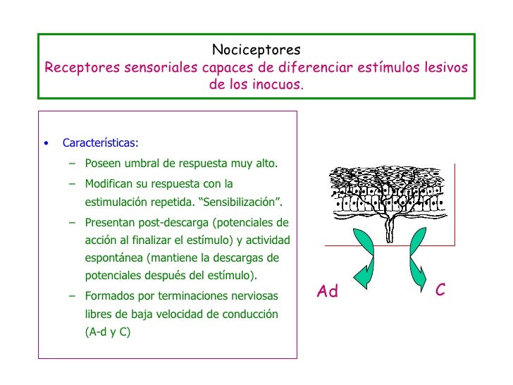 Biologia Receptores Sscc
