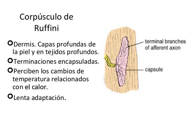 Sensibilidades somáticas – Fisiología
