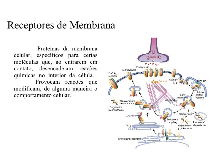 Receptores De Membrana