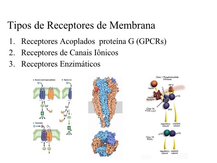 Receptores De Membrana