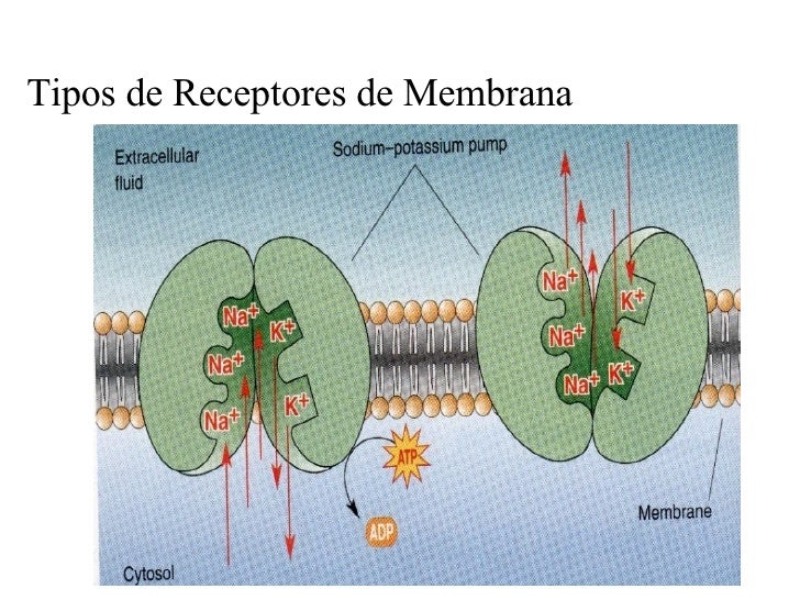 Receptores De Membrana