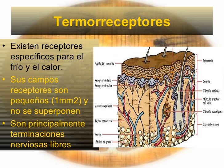 Receptores Sensitivos