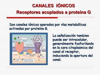 receptores celulares en el cuerpo humano celulares | PPT