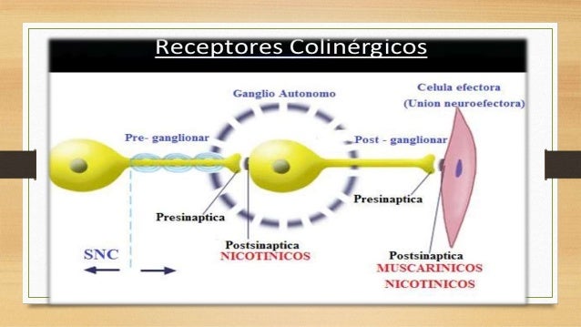Receptores colinérgicos