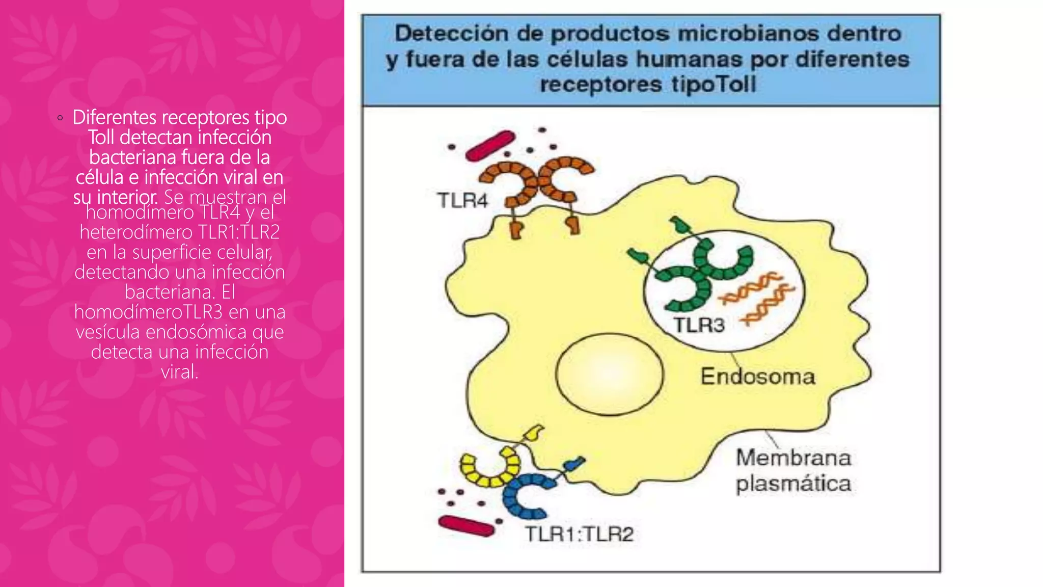 Receptores de membrana vinculados con enzimas intracelulares | PPTX