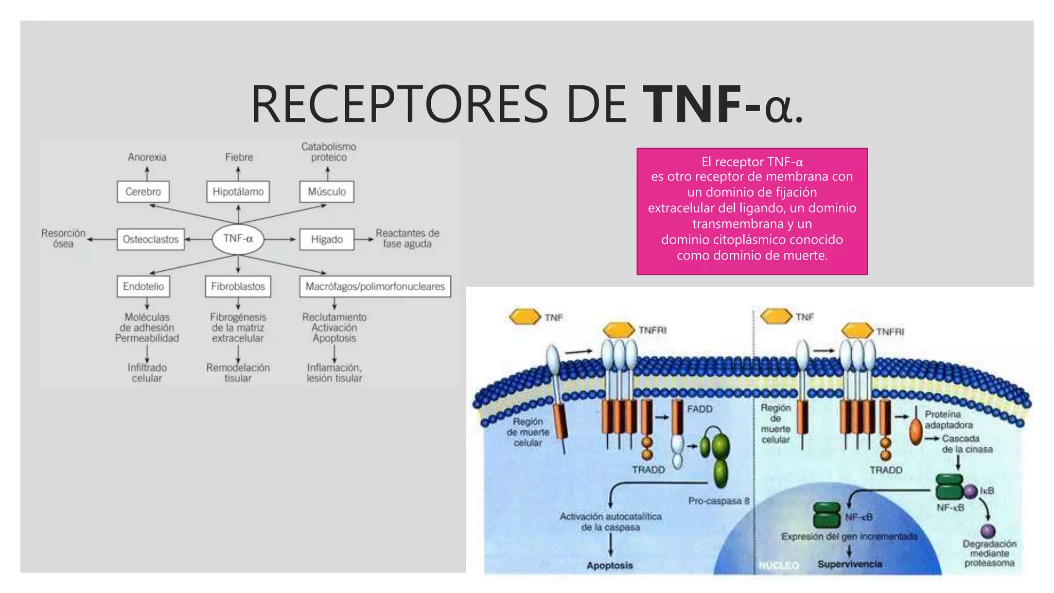 Receptores de membrana vinculados con enzimas intracelulares | PPTX