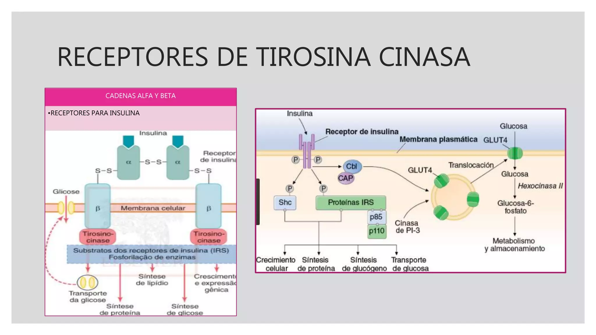 Receptores de membrana vinculados con enzimas intracelulares | PPT