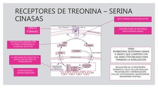 Receptores de membrana vinculados con enzimas intracelulares | PPTX