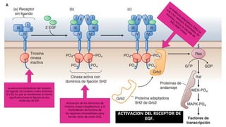 Receptores de membrana vinculados con enzimas intracelulares | PPTX