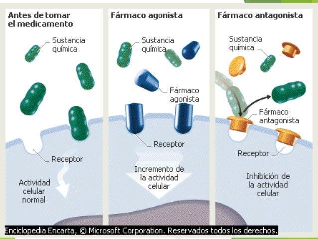 Receptores farmacologicos actualizado